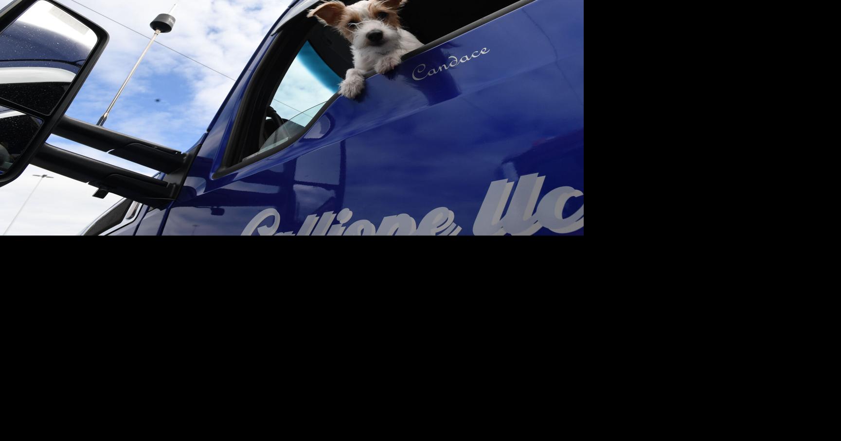 Through the viewfinder: Convoy canine | Through The Viewfinder ...