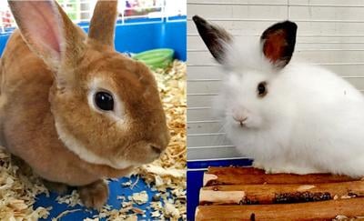 Friendly, fluffy rabbit pals Waffles and Marshmallow are looking for ...
