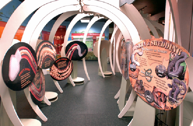 Snake exhibit slithers into North Museum | Entertainment ...