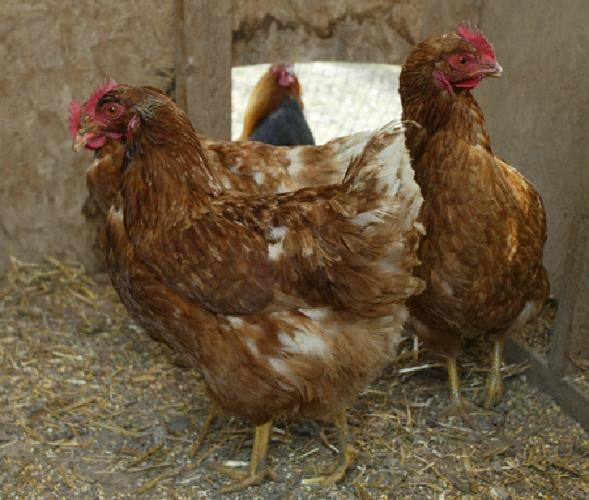 Farming for dummies 101 | Lifestyle | lancasteronline.com