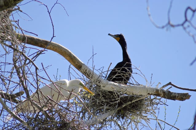 Marksmen shooting cormorants on Susquehanna to save egrets, herons ...