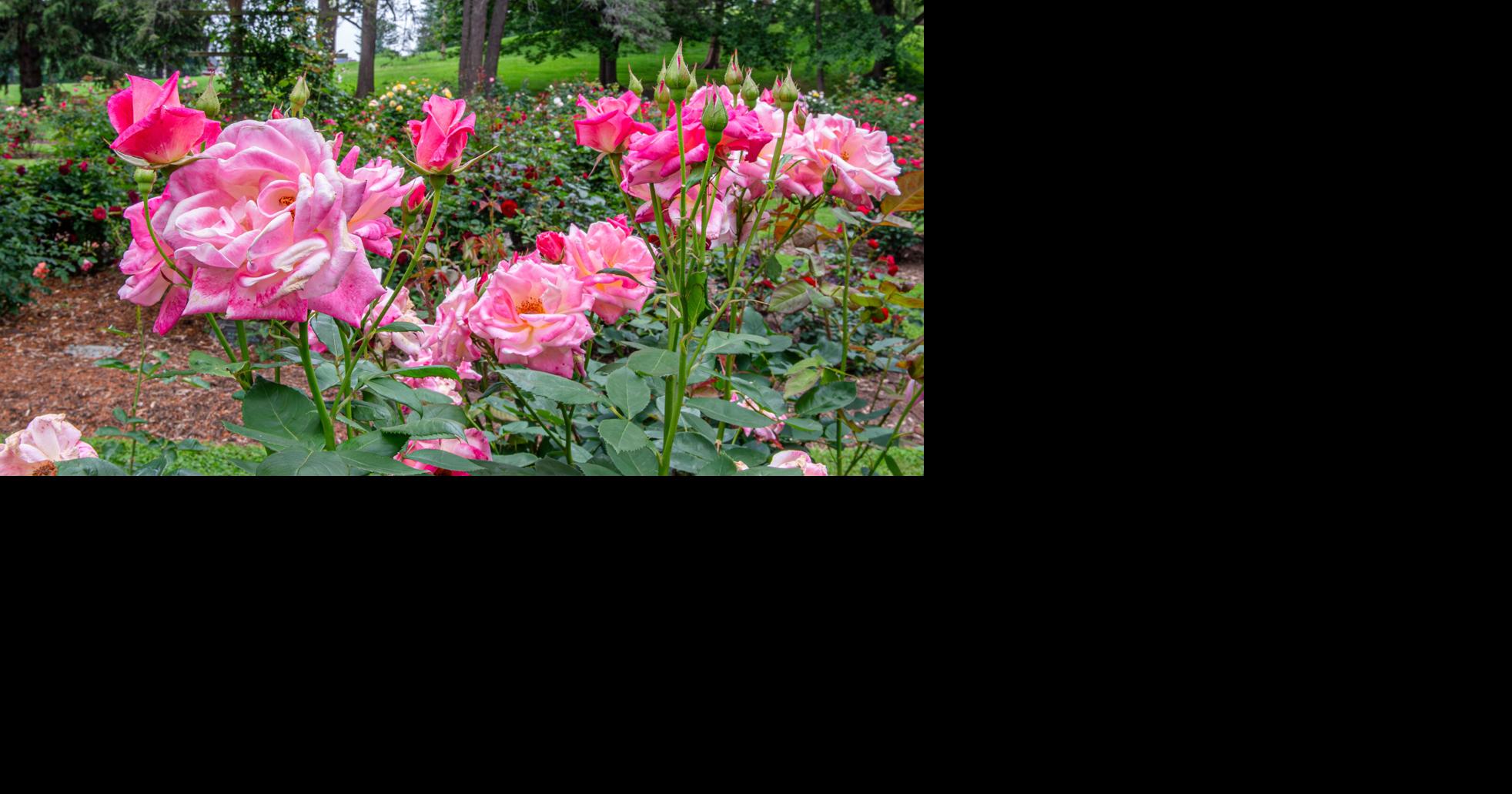 Where to find roses blooming in Lancaster and Hershey 2025 | Home ...