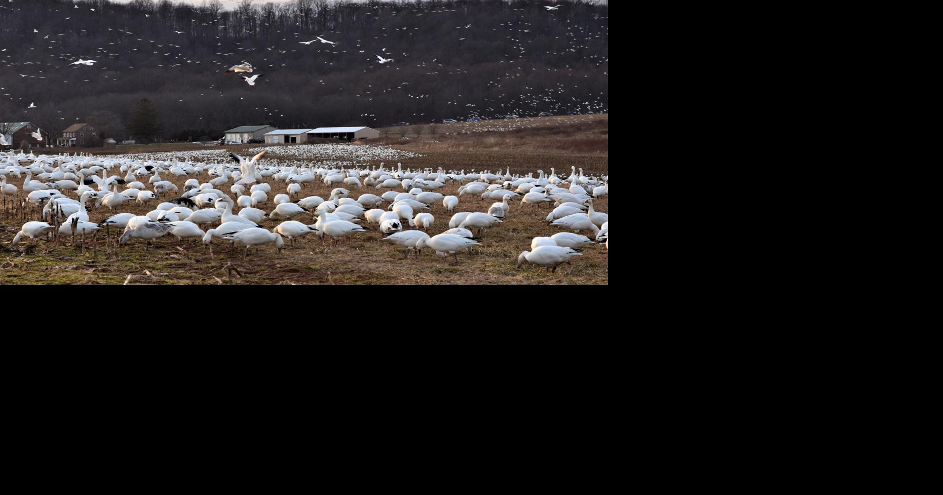 March is prime time for snow geese, shed hunting, trout stocking ...