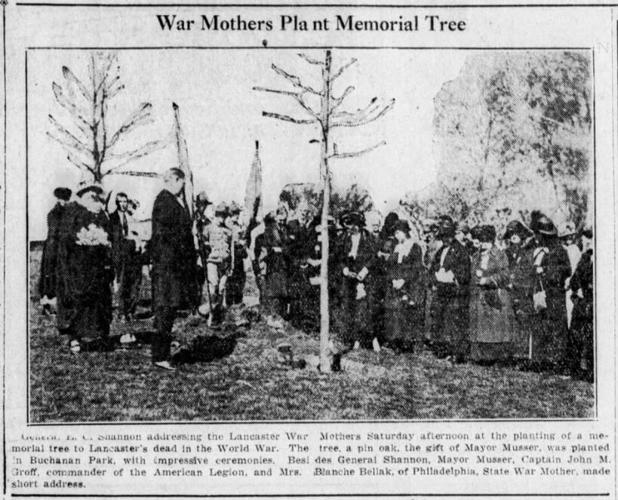 Searching for Lancaster's lost oak, a tree for veterans | Home & Garden ...