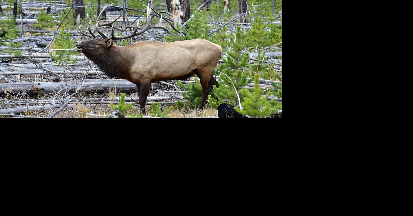 A first-time visitor's five takeaways from Yellowstone National Park ...