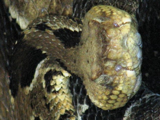 Rallying for rattlers | Sports | lancasteronline.com