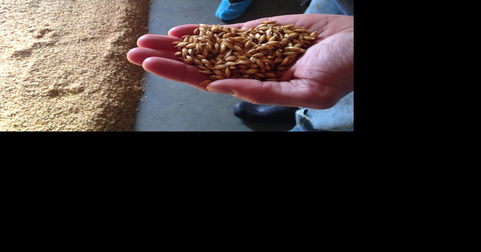 Deer Creek Malthouse malts local grain for brewers, distillers | Life ...