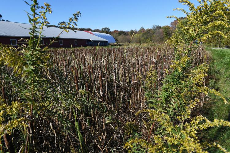 Conservation Improvements at Eckman Acres Farm in Peach Bottom [photos ...