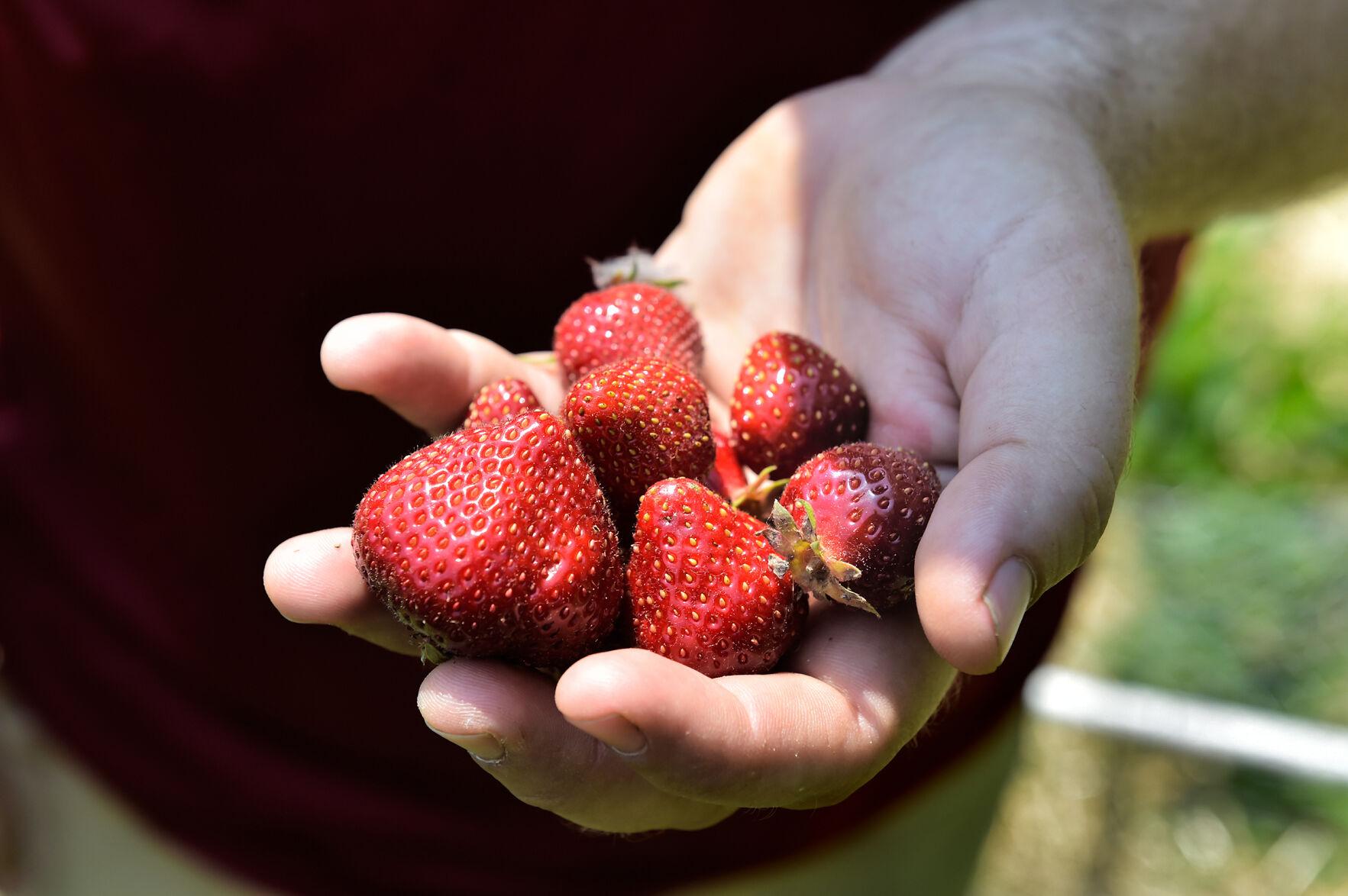 Meet the farmer growing Horse Inn's produce [Farm series] | Food ...
