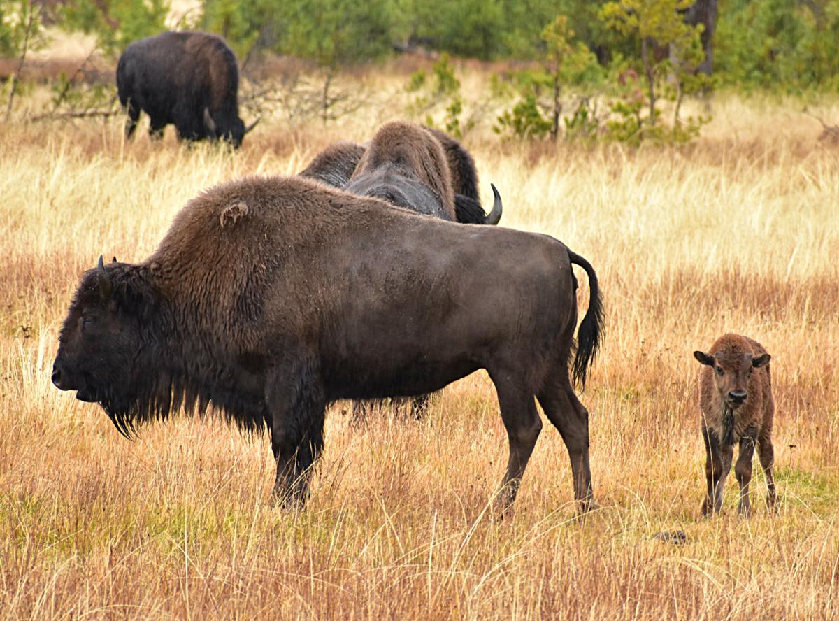 A first-time visitor's five takeaways from Yellowstone National Park ...