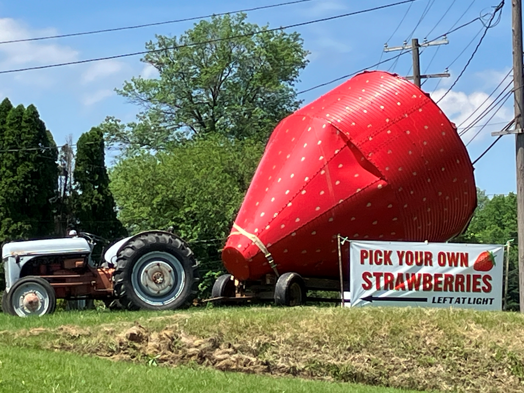 Here's where to pick your own strawberries in and near Lancaster County ...