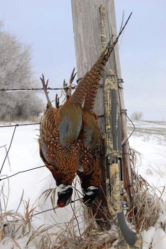 A return of the pheasants | Sports | lancasteronline.com