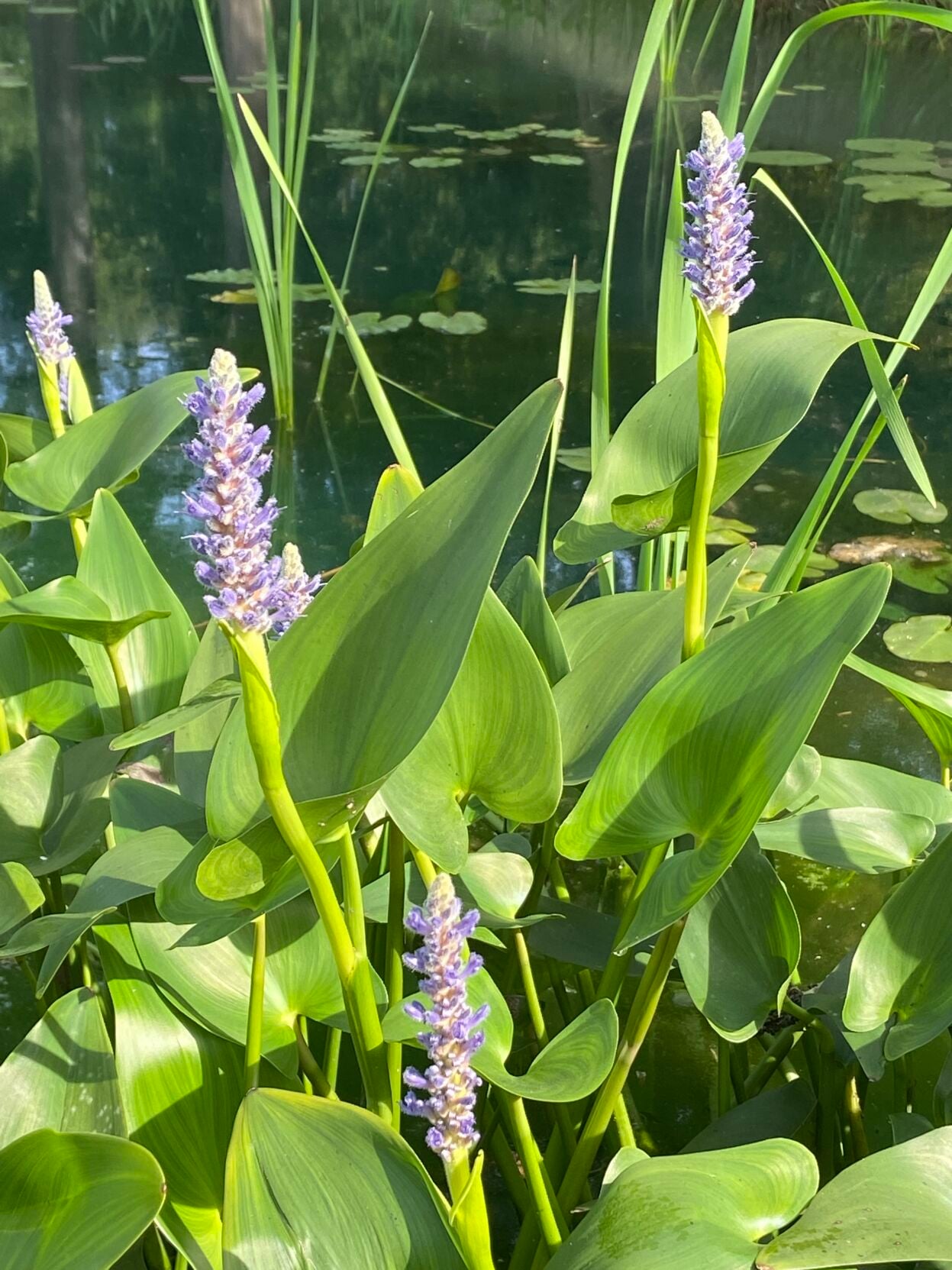 10 things to know about the Long's Park wetlands | Home & Garden ...