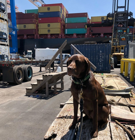 K-9 Bear involved in record-setting busts with the Lancaster County ...