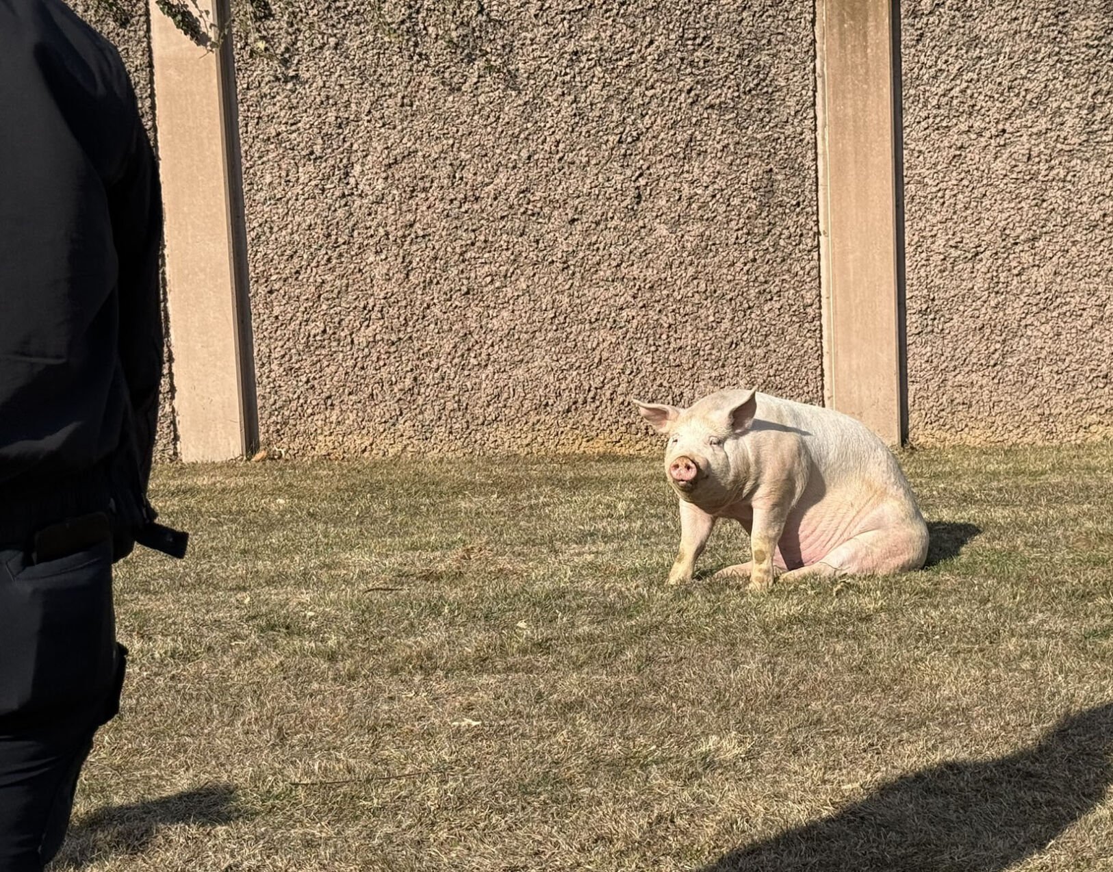 PIG ESCAPES FROM TRUCK AND STARTS NEW LIFE AT LANCASTER FARM SANCTUARY ...