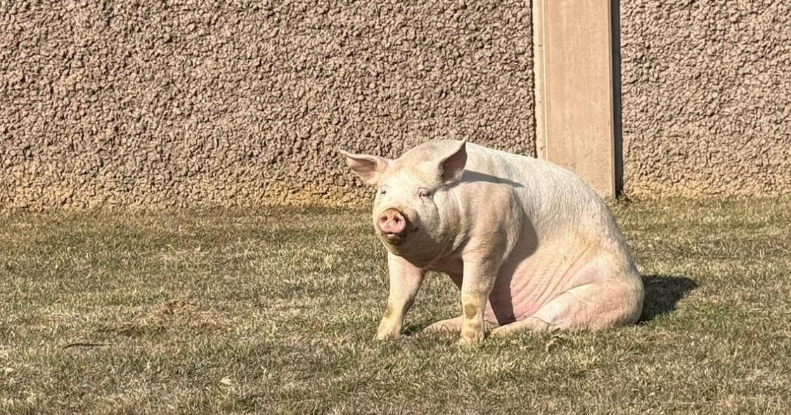 PIG ESCAPES FROM TRUCK AND STARTS NEW LIFE AT LANCASTER FARM SANCTUARY ...
