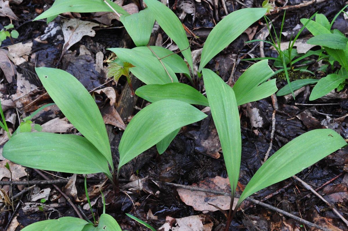 How to forest farm wild leeks for culinary use | Food | lancasteronline.com