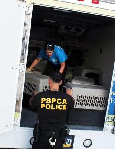 Charges pending after PSPCA seizes 18 dogs from 'filthy' unlicensed ...