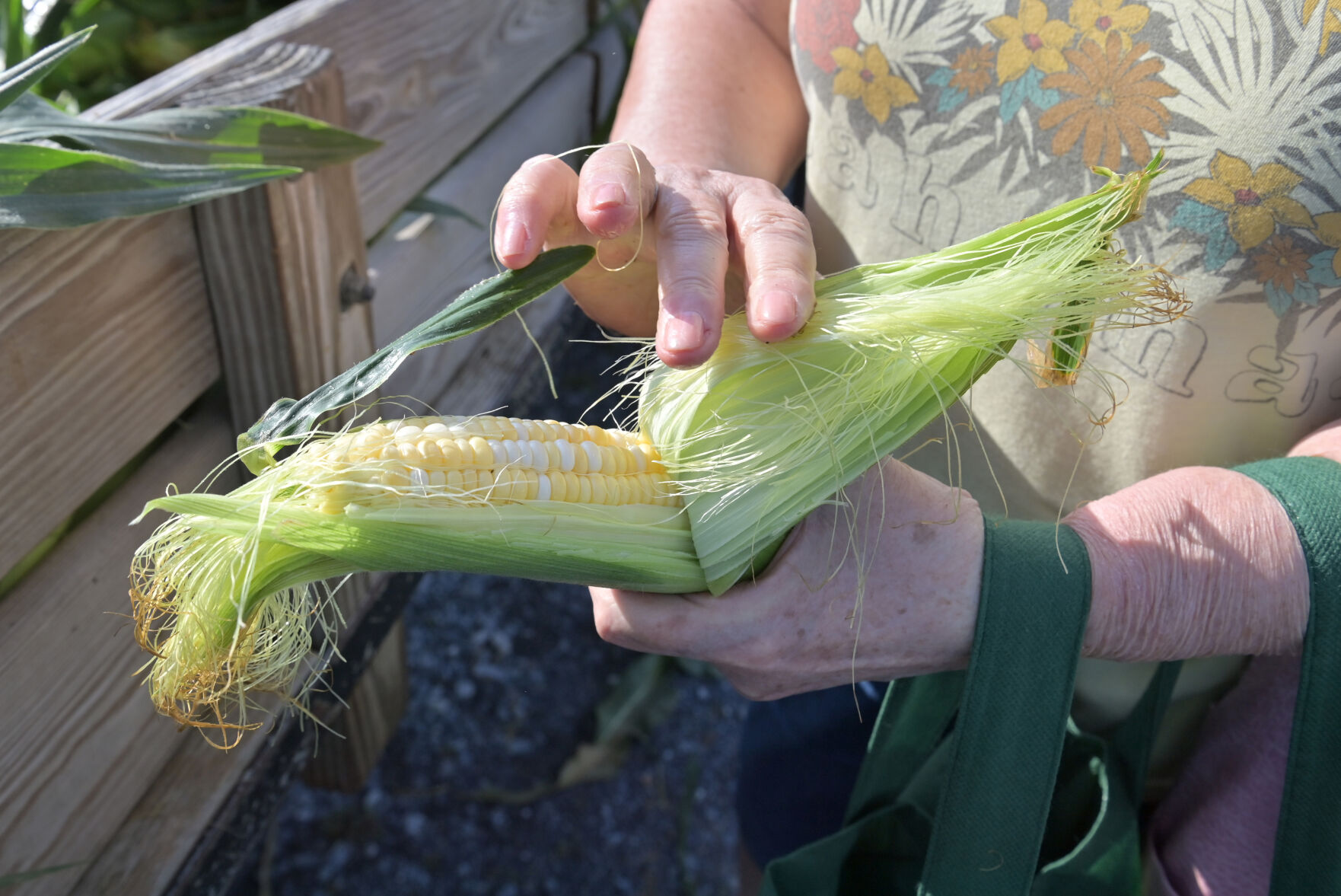 Summer's favorite treat is ready at the Corn Wagon in Lancaster [photos ...