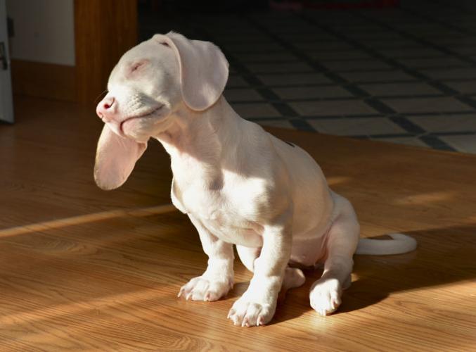 Adorable deaf and blind puppies are looking for permanent home in ...