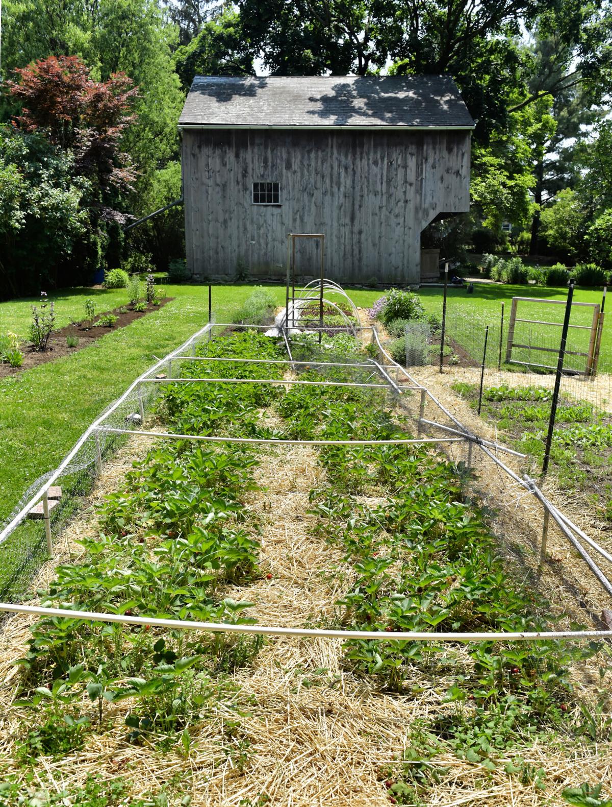 Meet the farmer growing Horse Inn's produce [Farm series] | Food ...