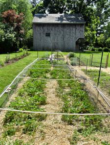Meet the farmer growing Horse Inn's produce [Farm series] | Food ...