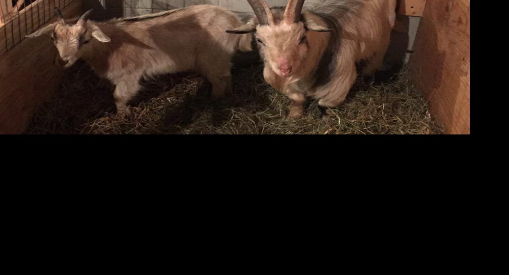 Are these your goats? Tiny herd found wandering in Clay Township after ...