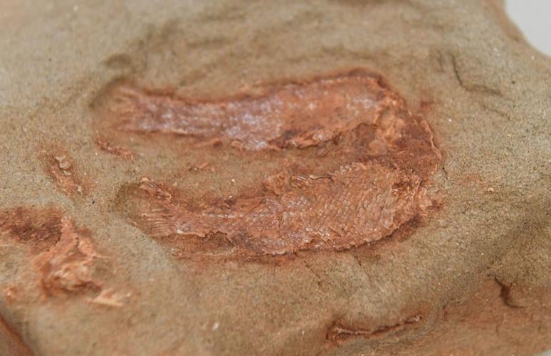 Chris Haefner and his fossil [photos] | | lancasteronline.com