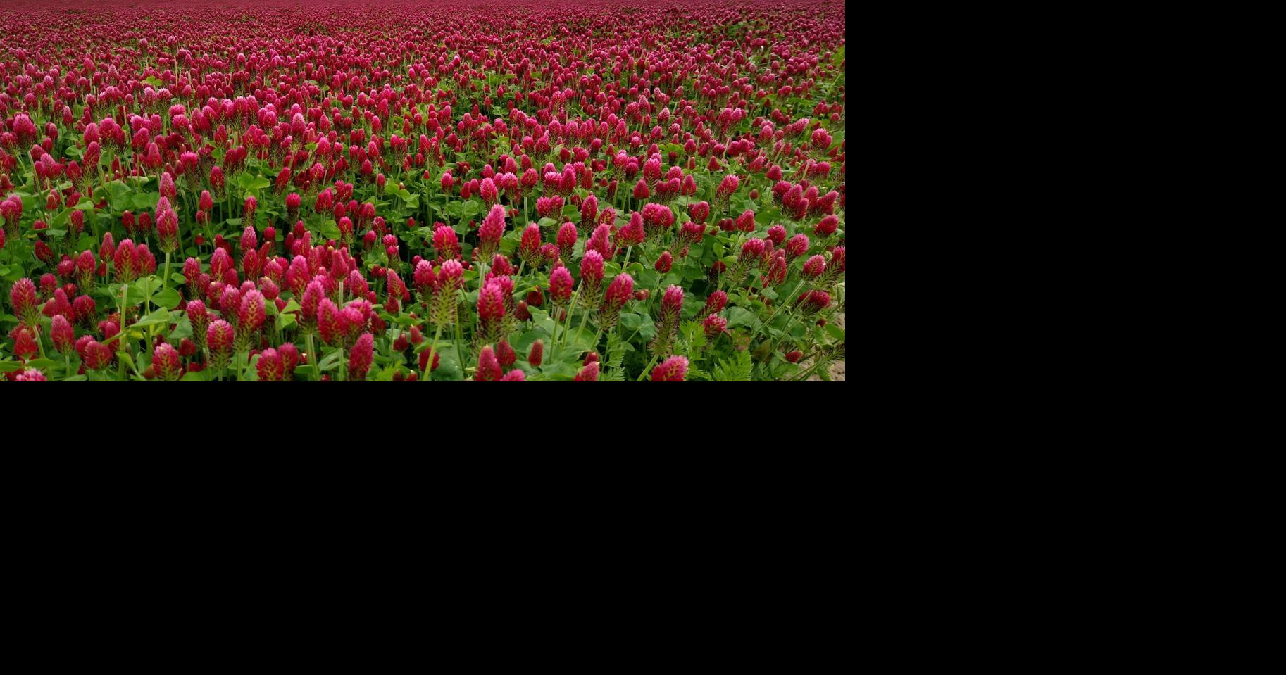 How to plant a first fall cover crop in your vegetable garden; plus ...