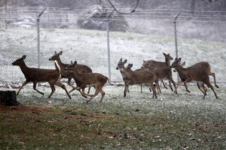 Watch: GoPro footage inside the fences at the Muddy Run deer count ...