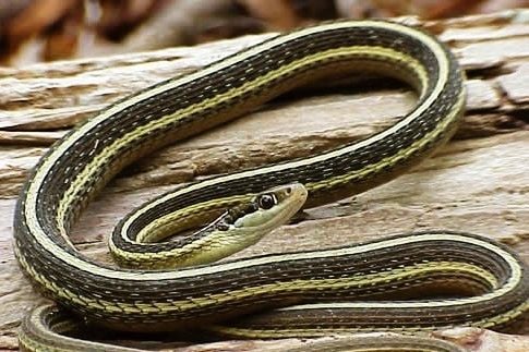 Do you kill snakes? Why? | Outdoors | lancasteronline.com