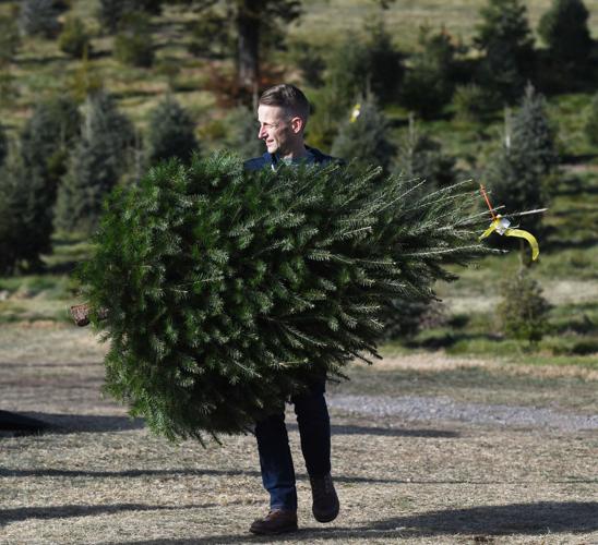 Christmas tree shopping is here at Miller's Christmas Tree Farm in ...
