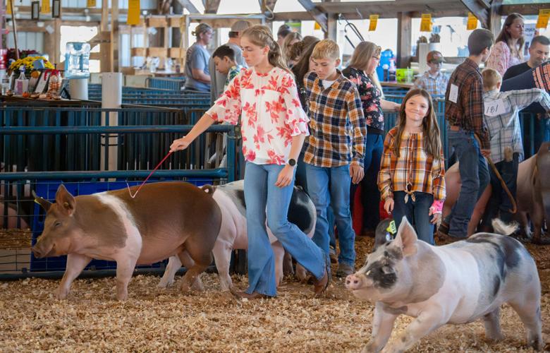 Antique tractor pulls and swine judging highlight Thursday's events at ...