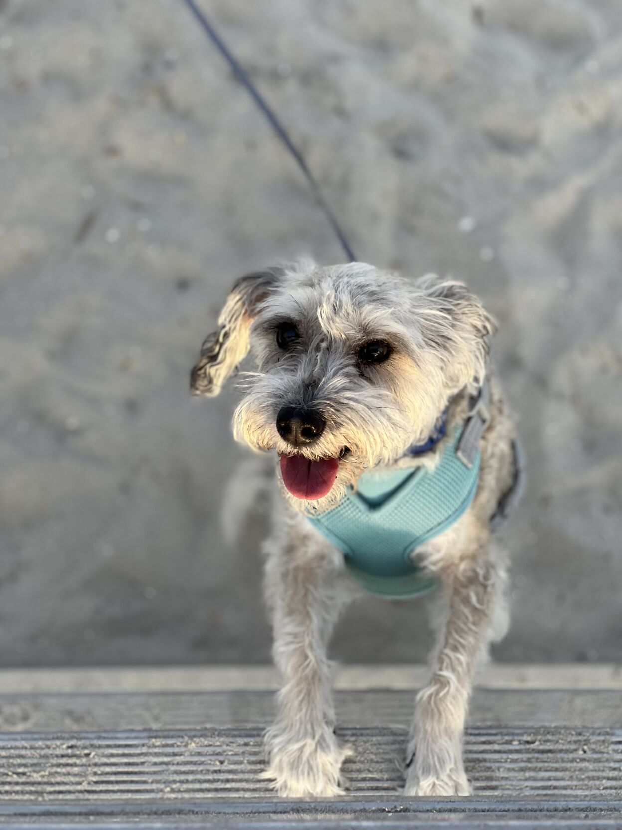 From kibble to raw diets, here are some tips for sniffing out the best ...