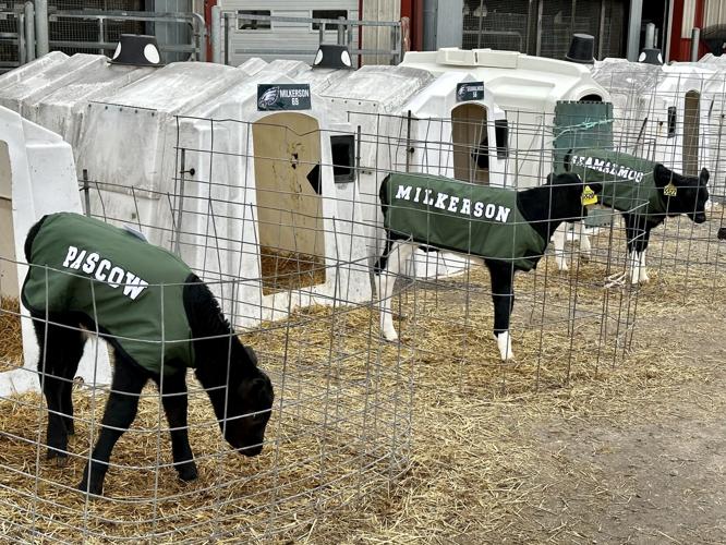 Meet Cowce and the other calves named after Eagles players at a Chester ...