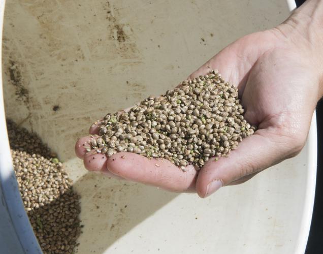Lancaster County harvested its first commercial hemp harvest since 1937 ...