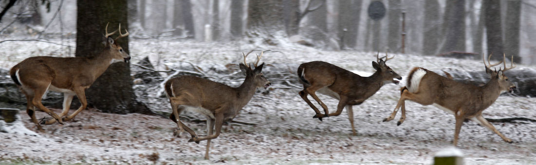 Watch: GoPro footage inside the fences at the Muddy Run deer count ...