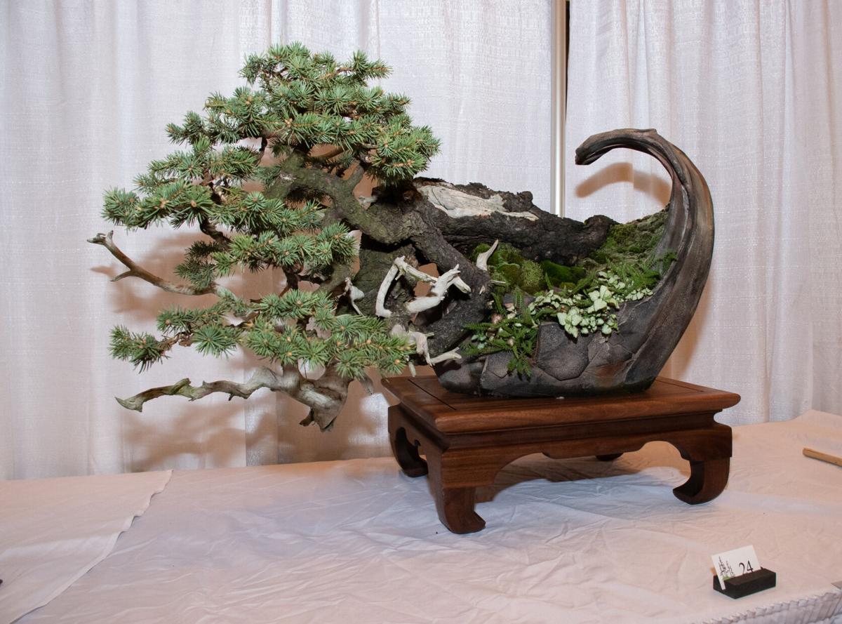 Inside a big bonsai show filled with tiny trees from Pennsylvania to ...