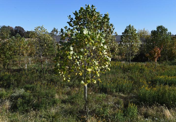 Conservation Improvements at Eckman Acres Farm in Peach Bottom [photos ...