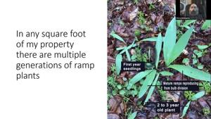 Ramps: how to cook, preserve, grow and harvest this stinky spring ...