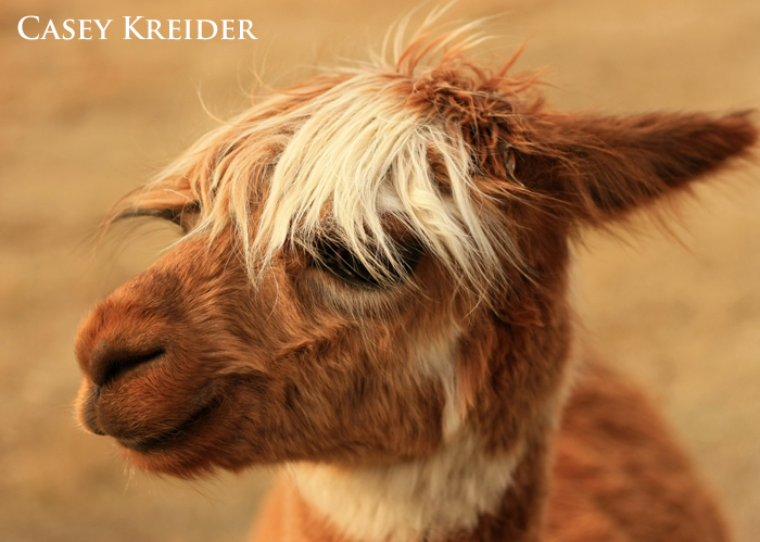 Alpaca | Blogs | lancasteronline.com