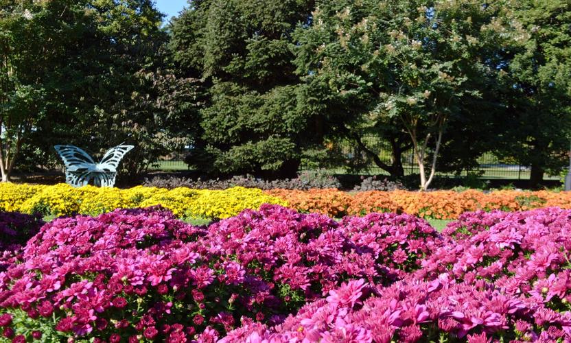 Take a peek at the mums, bonsai trees on display at Hershey Gardens ...