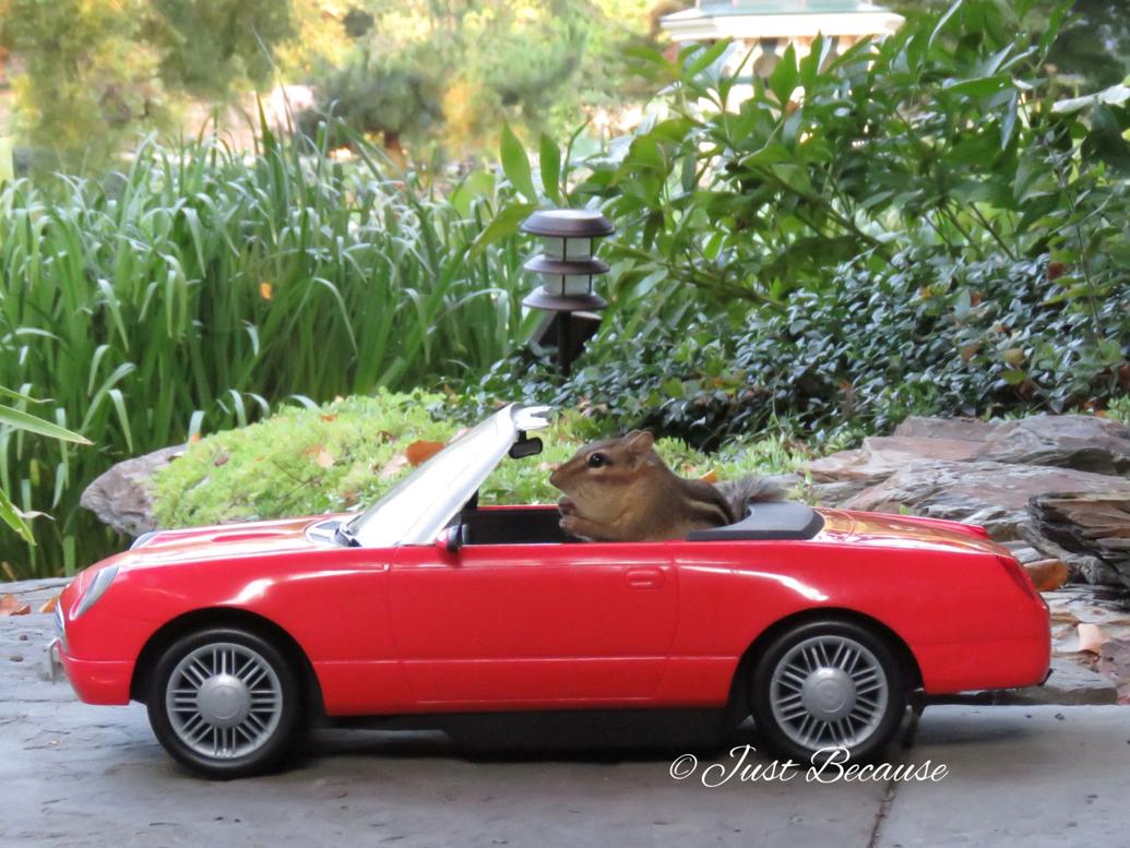 Encounter with a chipmunk leads to Just Because card line [photos ...