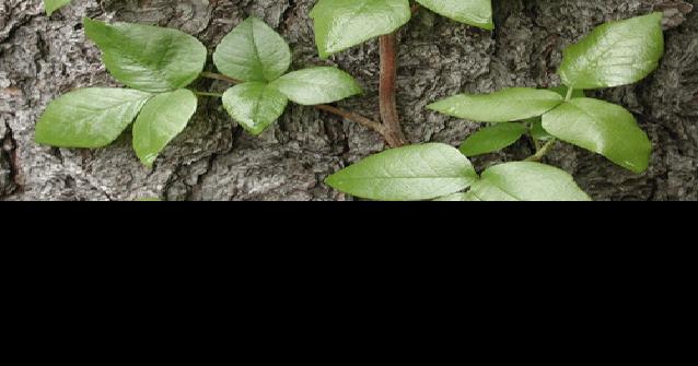 How to recognize, remove and treat poison ivy | La Voz Lancaster ...