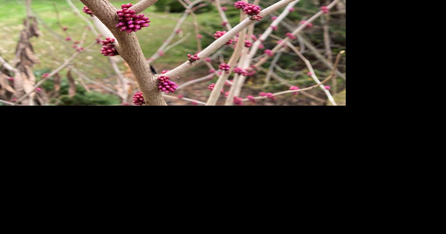 Plant these native trees for beauty, shade and other benefits | Home ...