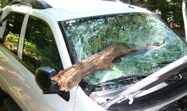 Tree smashes car; family escapes | News | lancasteronline.com