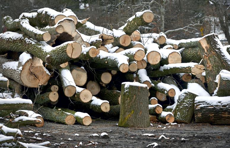 Denver Borough spends almost $9,000 to cut down park's ash trees before ...