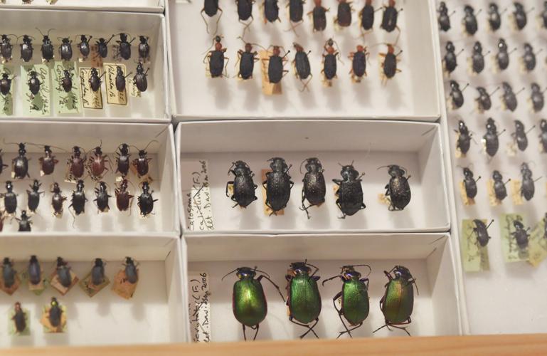 North Museum's newest exhibition is all about bugs [photos ...