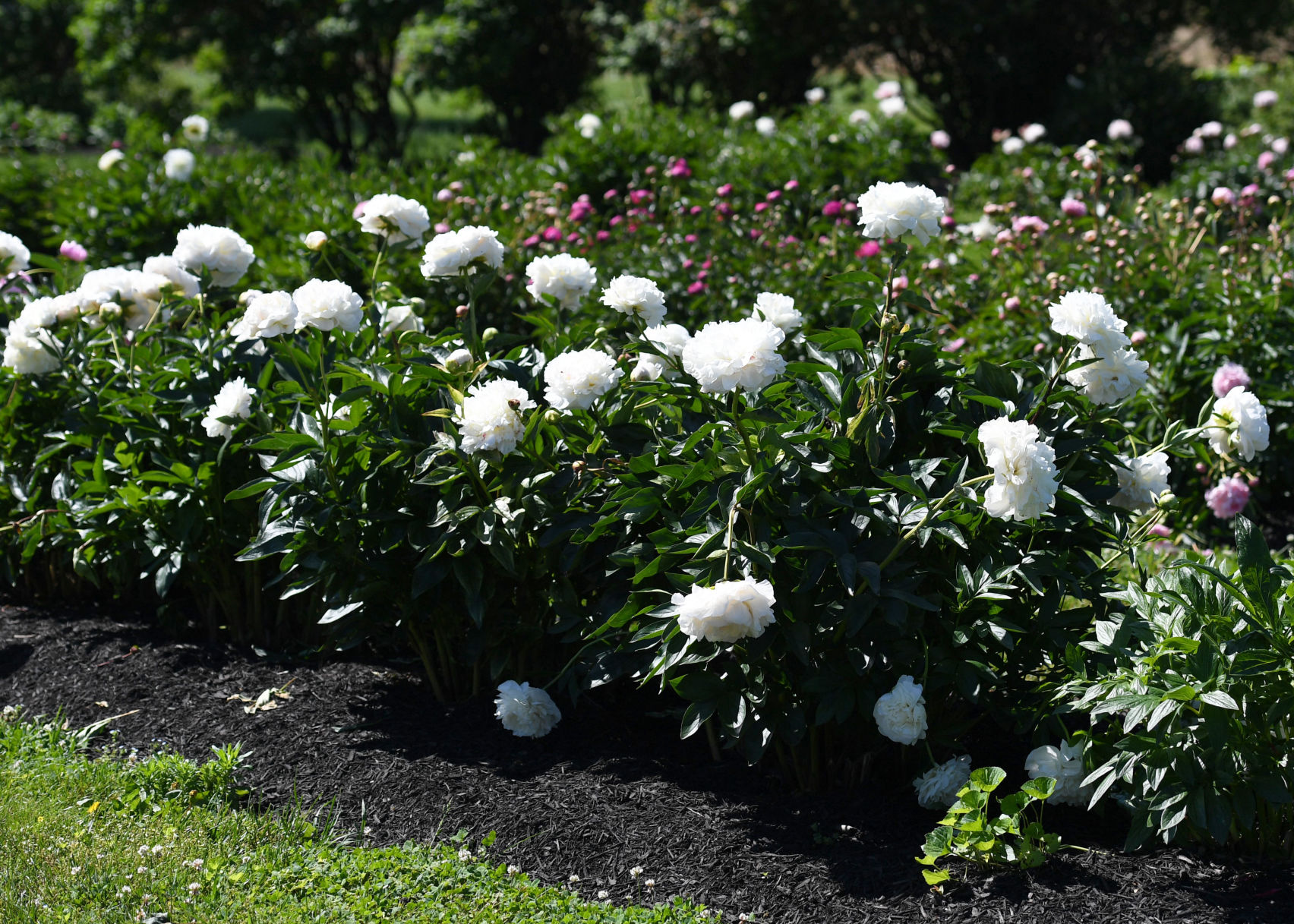 Peonies008.jpg | | lancasteronline.com