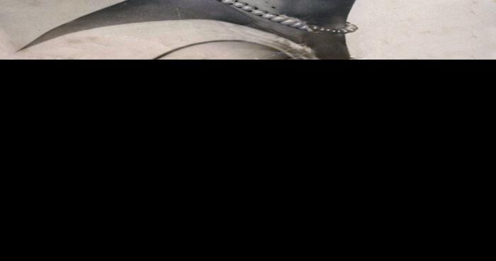 Maria Del Carmen Piedra | Obituaries | lancasteronline.com